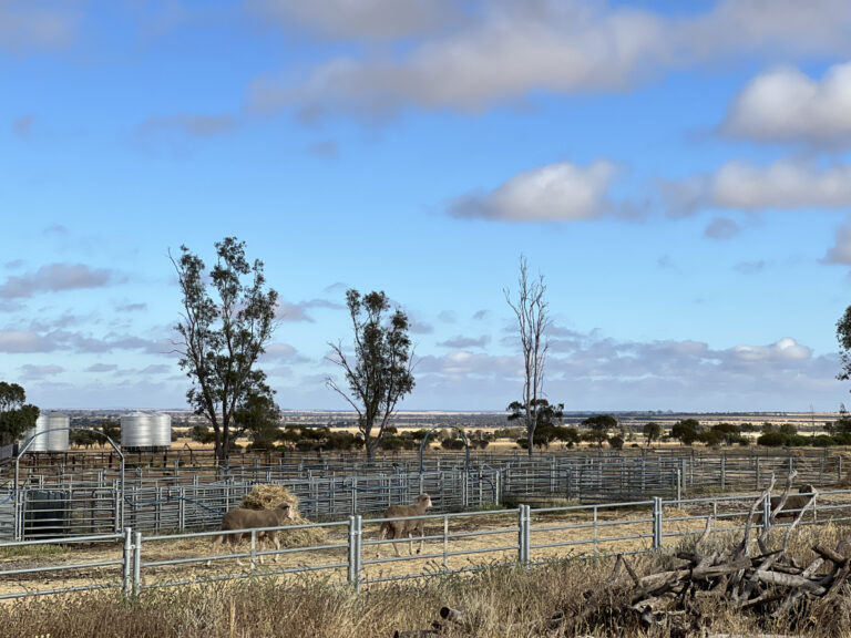 Restoring the Western Wheatbelt: a case study update - Soils For Life