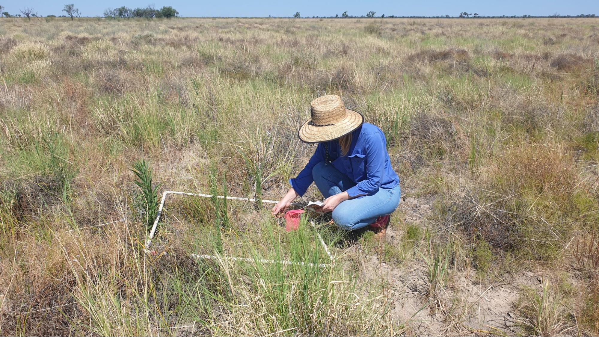 Above and below ground monitoring in the Rangelands - Soils For Life