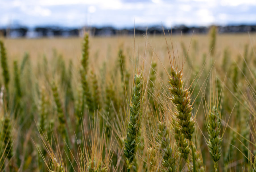 Supporting Australian Soil Stewards in Australian regenerative ...