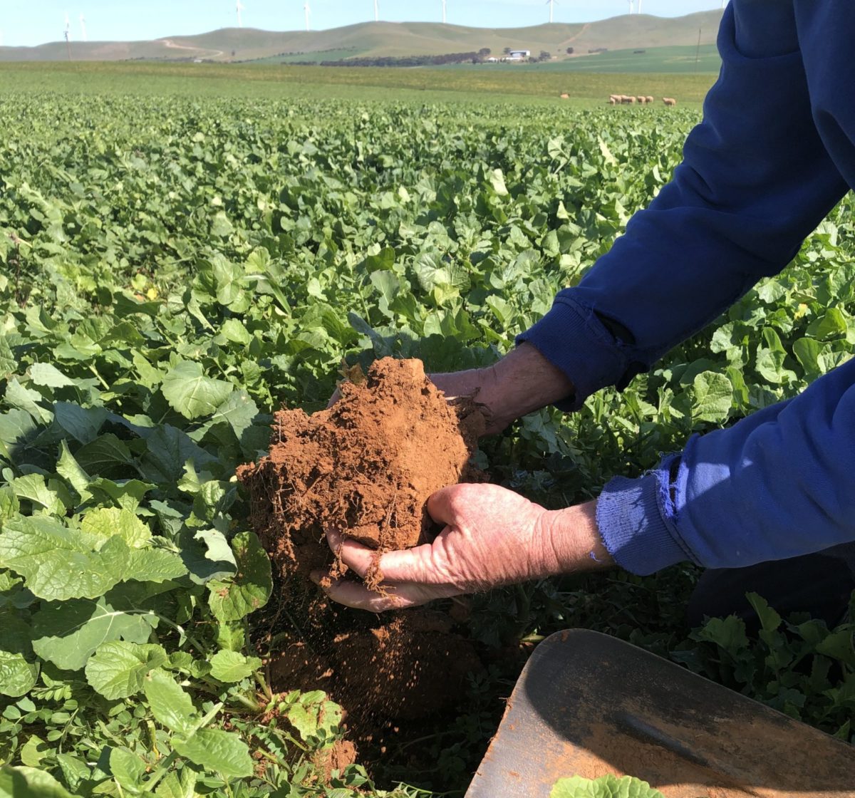 Cropping Resilience Project - Soils For Life