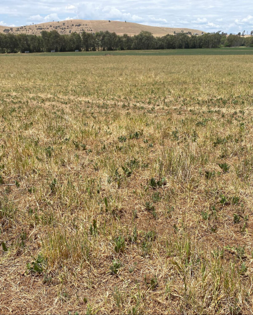 The Nicholls at Tumulla - Soils For Life