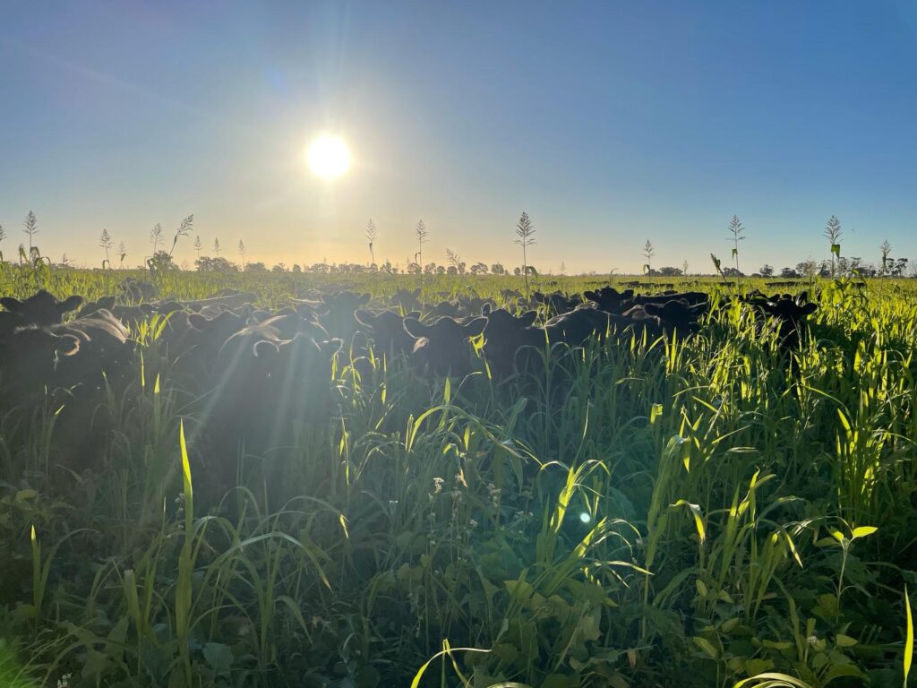 Practice Guide: Multispecies Cropping - Soils For Life