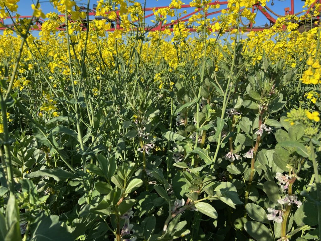 Practice Guide: Intercropping - Soils For Life