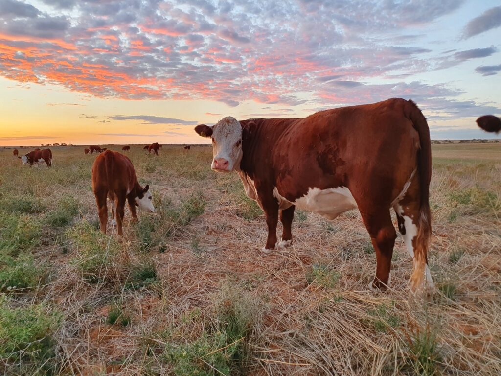 Integrating Cropping and Livestock Practice Guide | Soils for Life