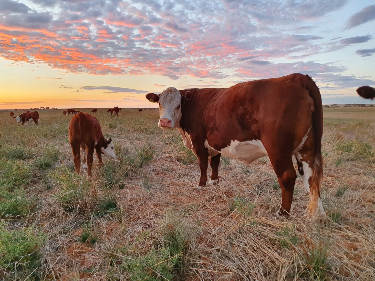 Integrating Cropping and Livestock Practice Guide | Soils for Life