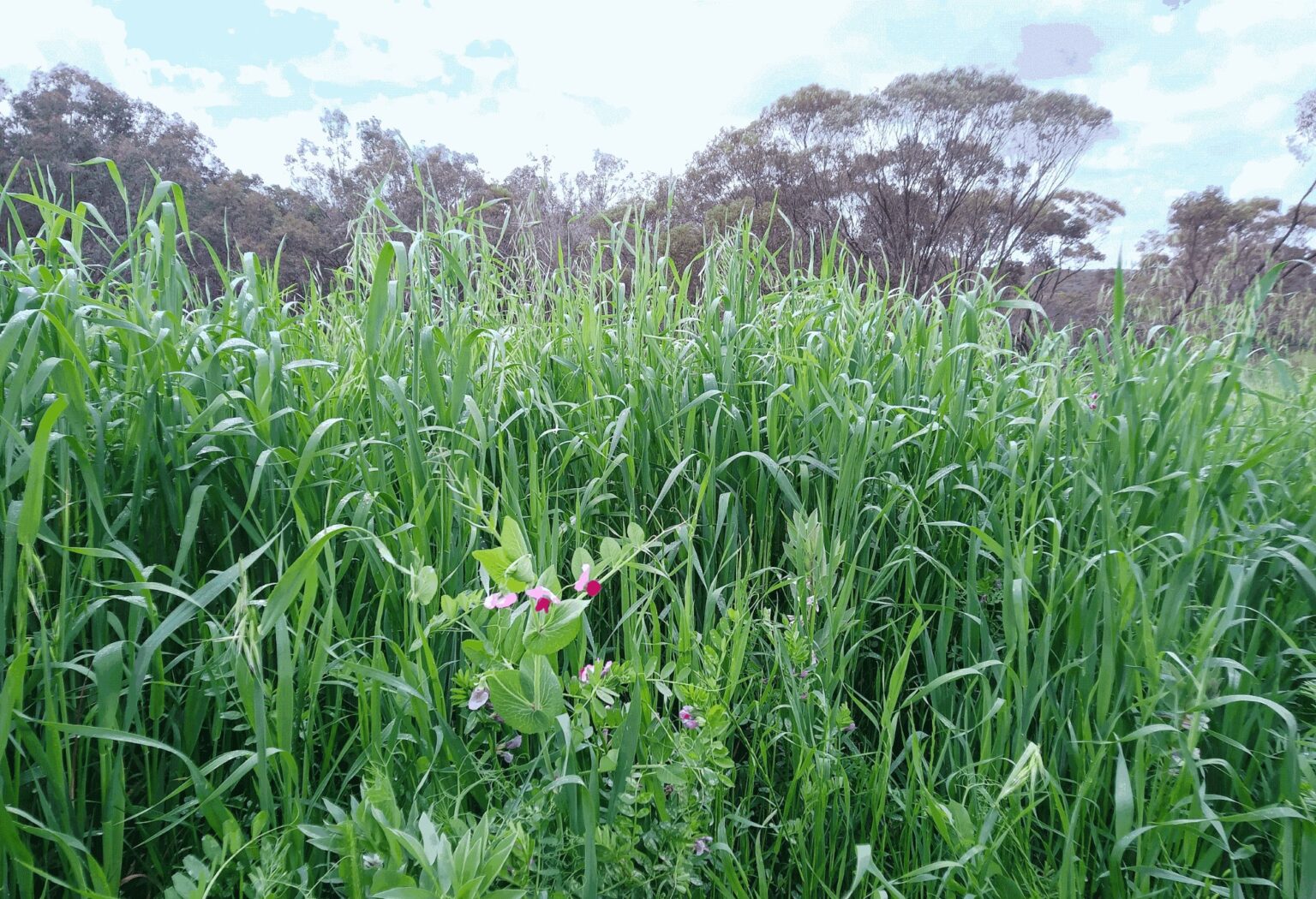 Reducing Herbicides Practice Guide | Soils for Life